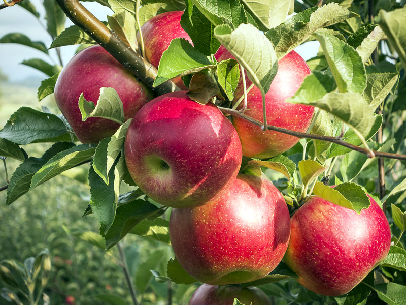 Appel zaaien, planten of oogsten - Plantengids - Moestuinplanner.nl
