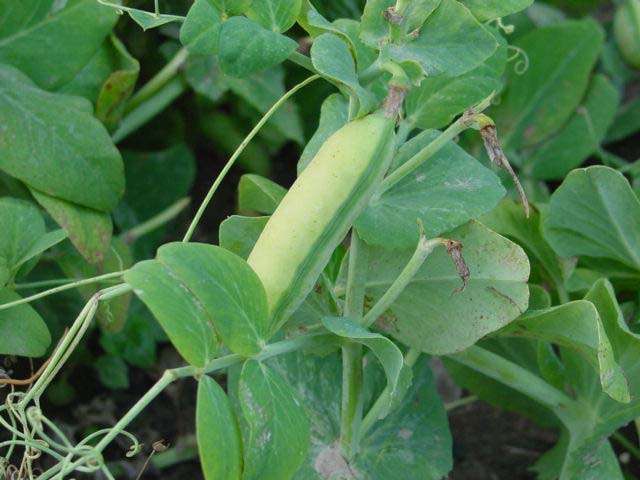 Doperwt zaaien, planten of oogsten - Plantengids - Moestuinplanner.nl