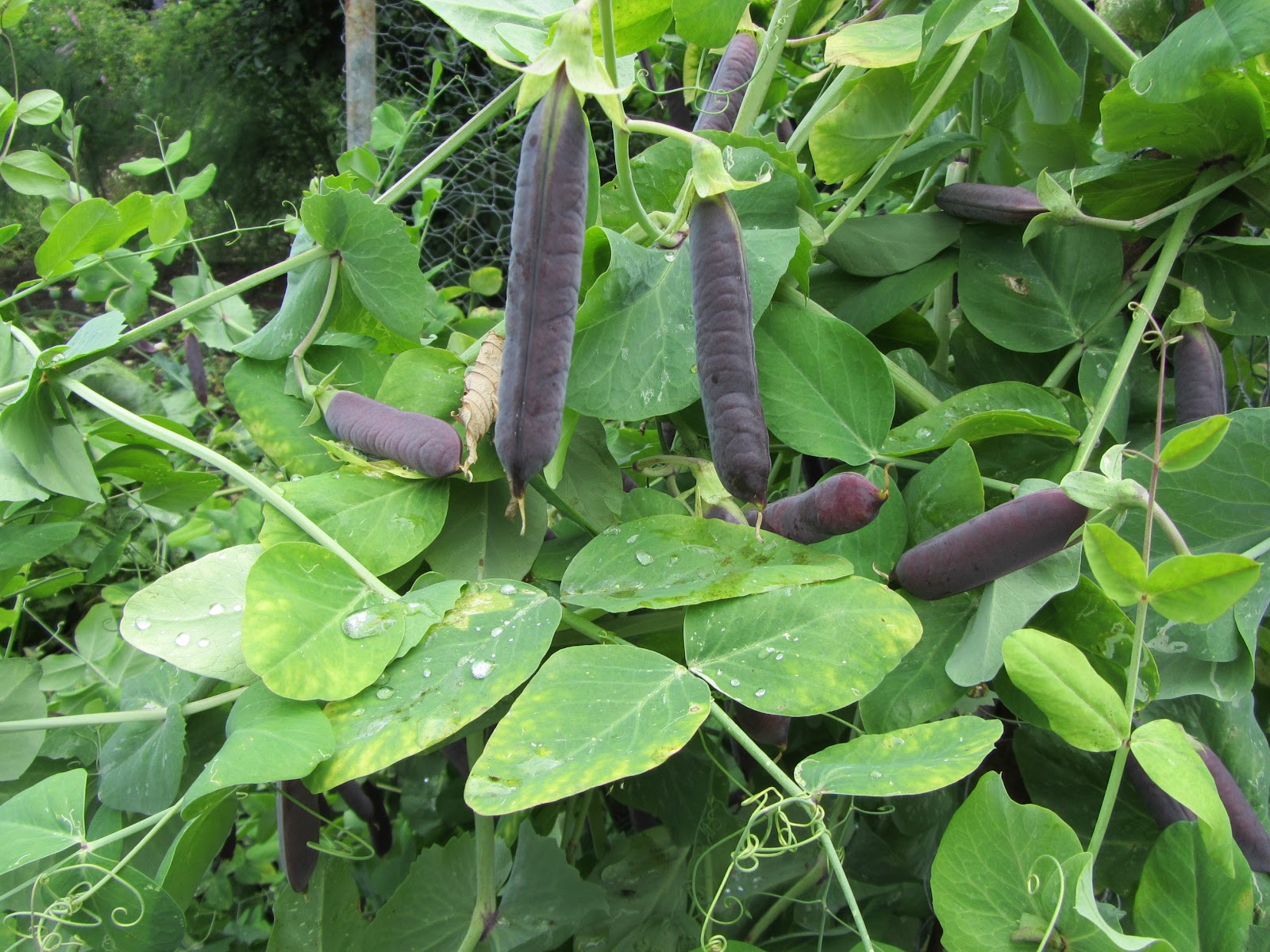 Kapucijners zaaien, planten of oogsten - Plantengids - Moestuinplanner.nl