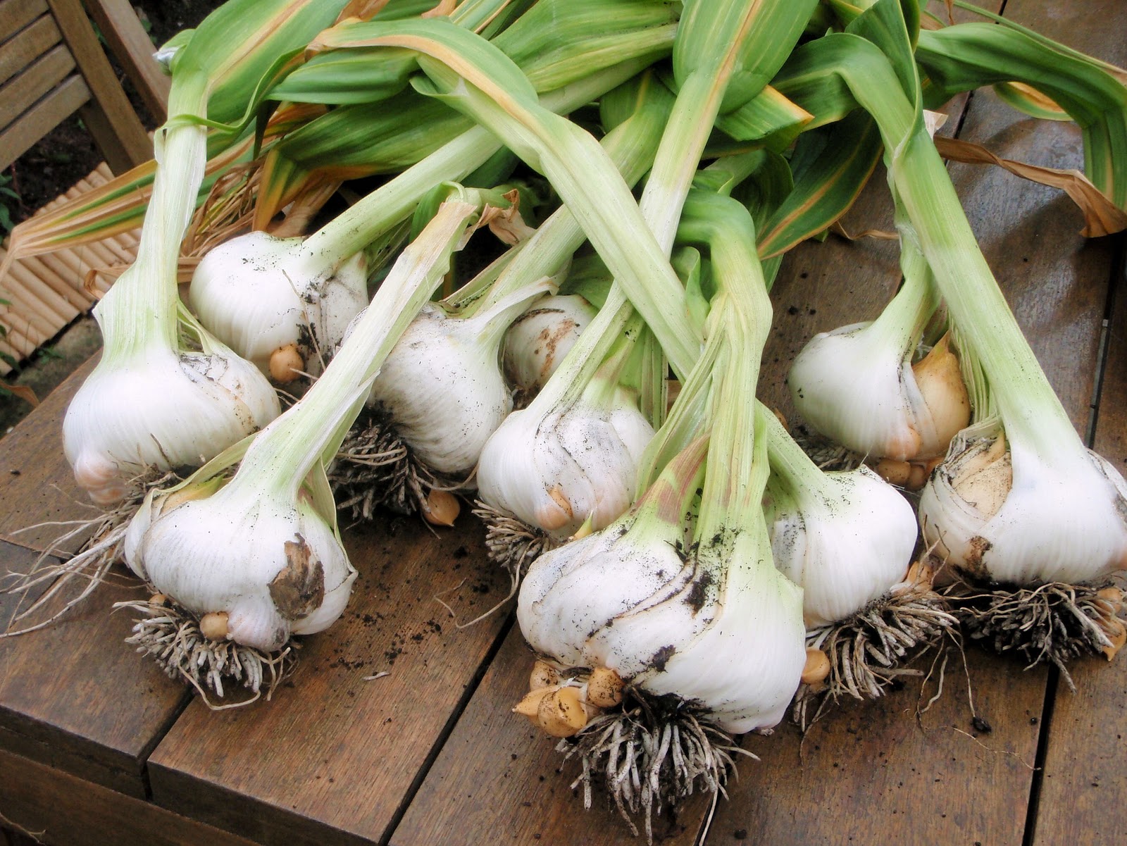 Knoflook zaaien, planten of oogsten - Plantengids - Moestuinplanner.nl