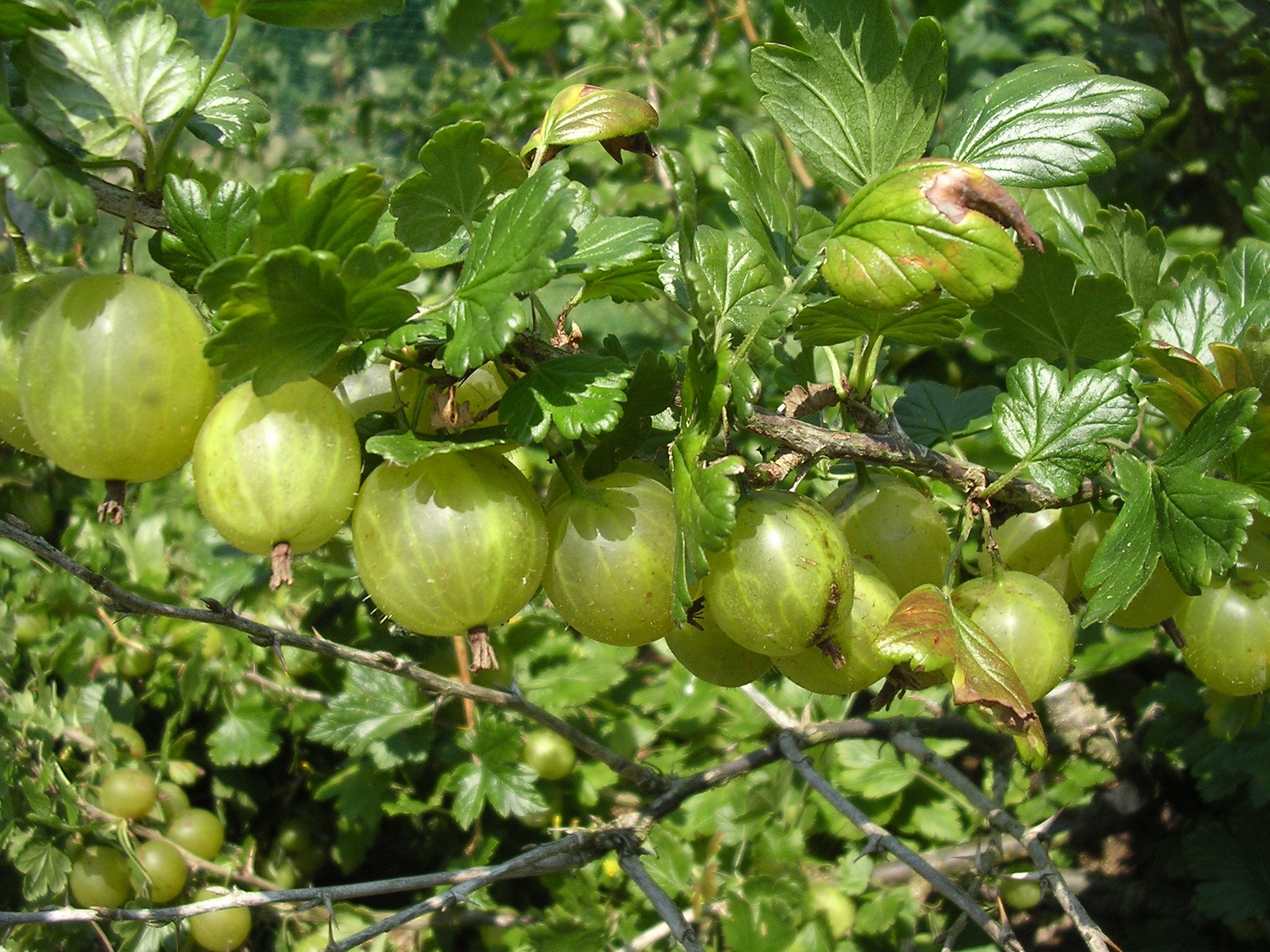 Kruisbes zaaien, planten of oogsten - Plantengids - Moestuinplanner.nl