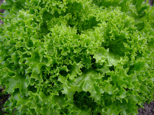 Krulsla zaaien, planten of oogsten - Plantengids - Moestuinplanner.nl