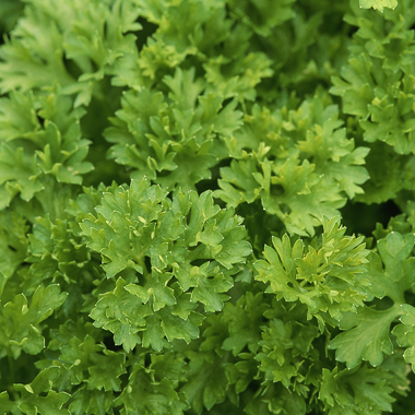 Peterselie zaaien, planten of oogsten - Plantengids - Moestuinplanner.nl