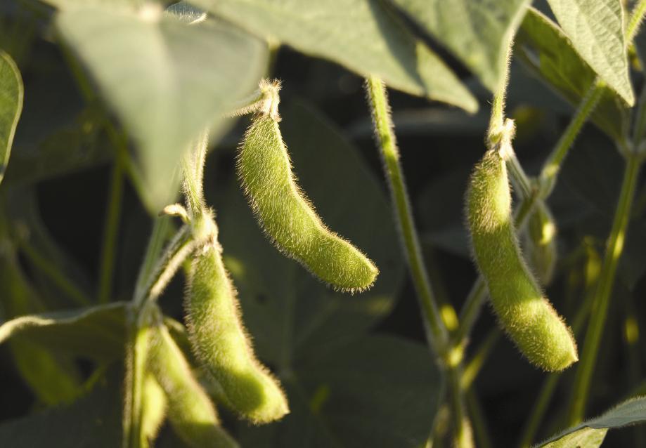 Sojaboon zaaien, planten of oogsten - Plantengids - Moestuinplanner.nl