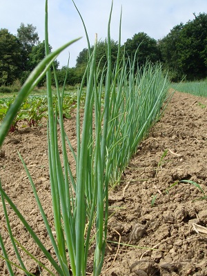 Stengelui zaaien, planten of oogsten - Plantengids - Moestuinplanner.nl