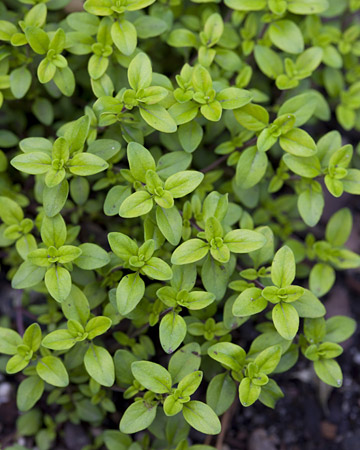 Tijm zaaien, planten of oogsten - Plantengids - Moestuinplanner.nl