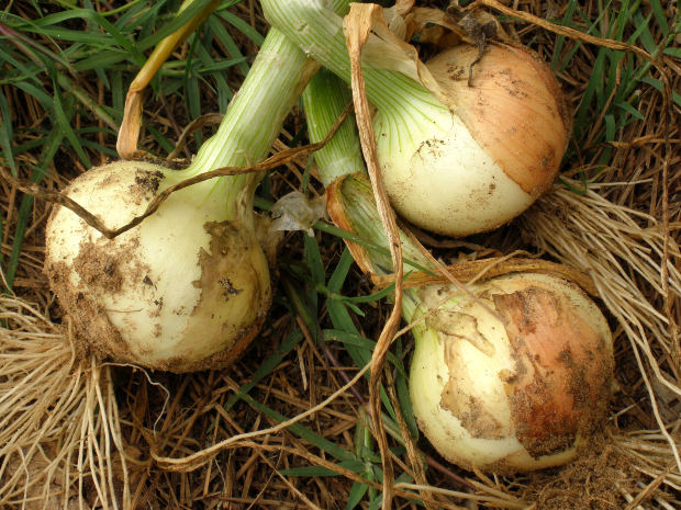 Ui zaaien, planten of oogsten - Plantengids - Moestuinplanner.nl