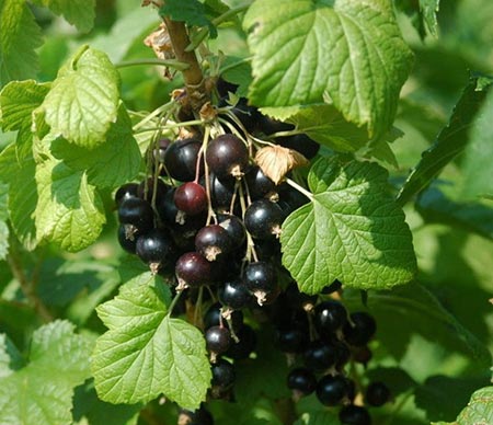 Zwarte bes zaaien, planten of oogsten - Plantengids - Moestuinplanner.nl